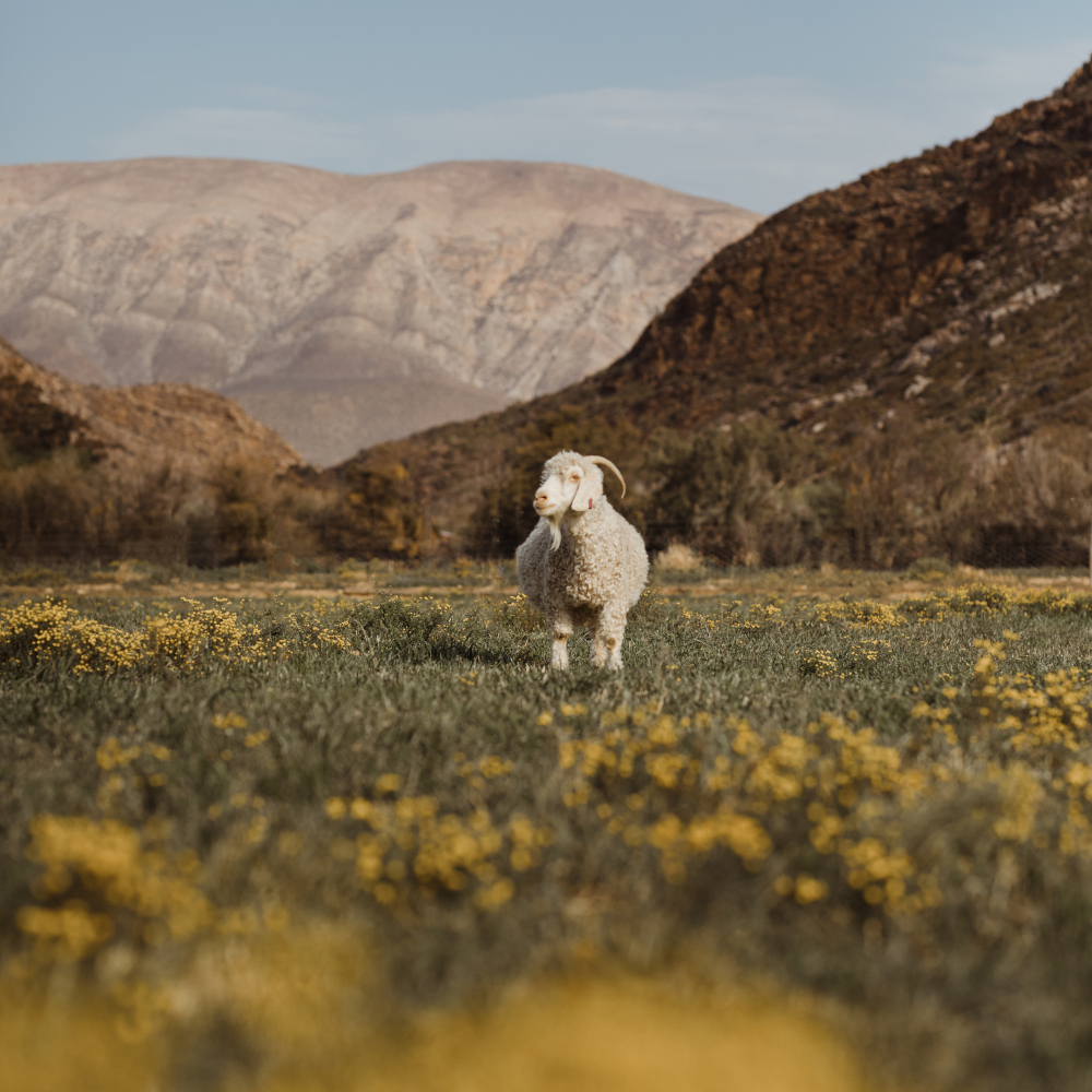 African Mohair & Sense of Place | Frances Van Hasselt | Leandi Mulder